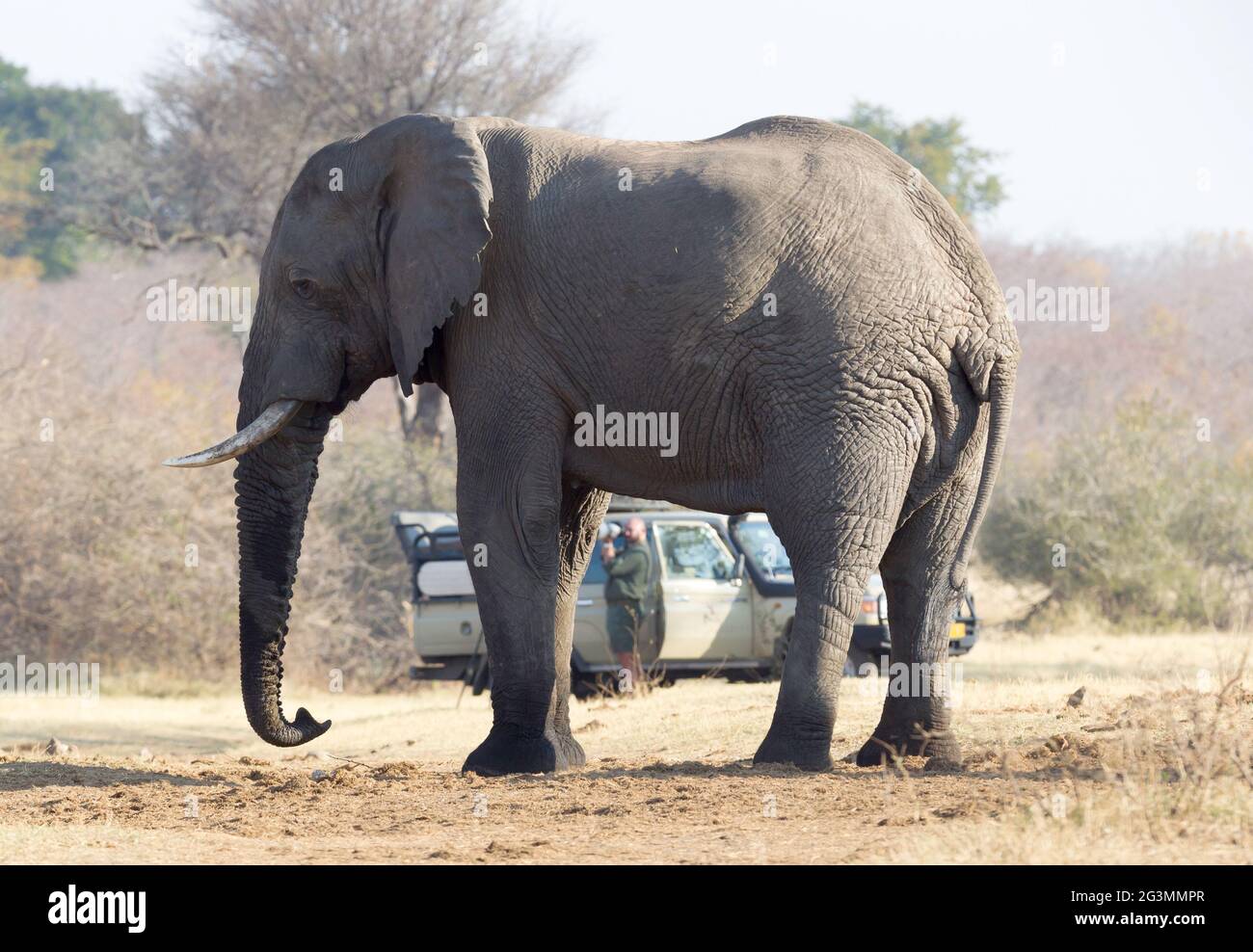 Professional photographer taking shots of an African Elephant in ...