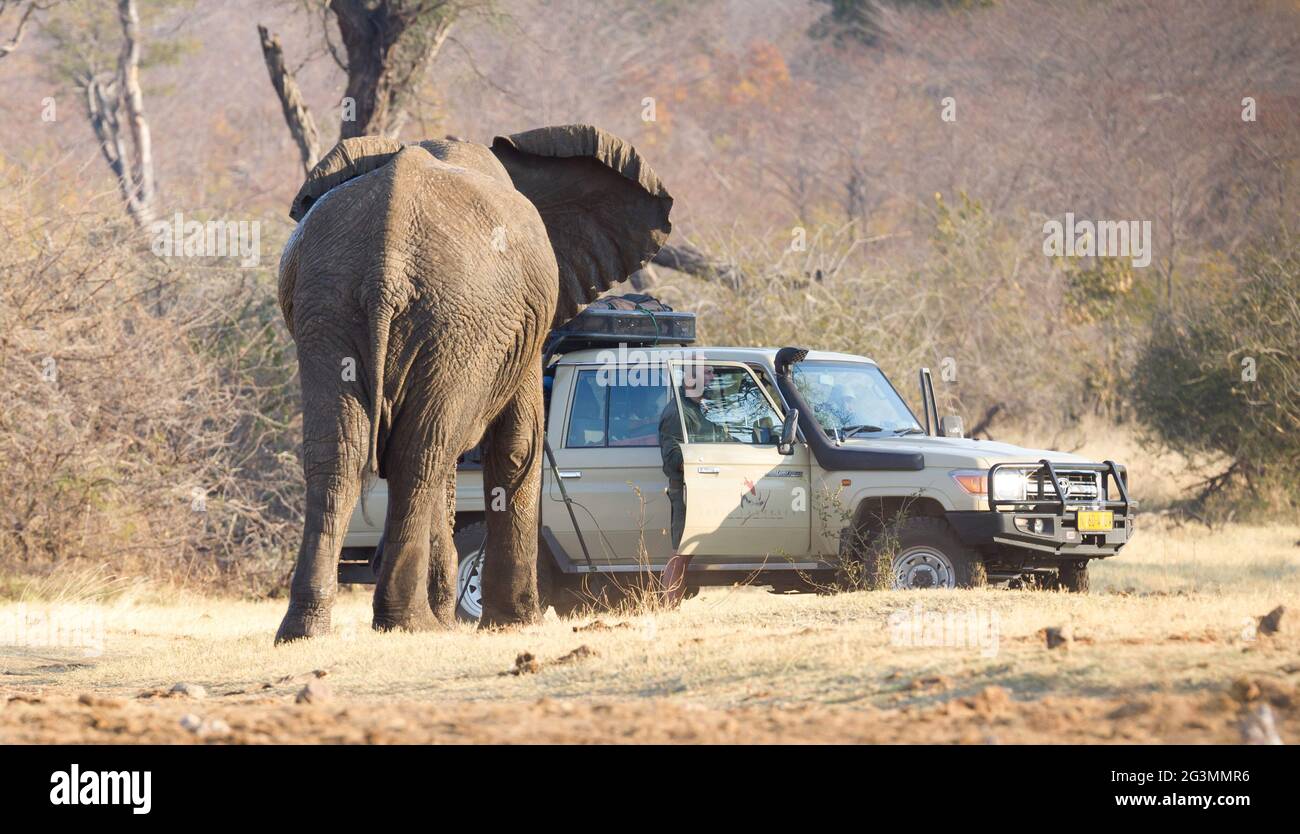 Elephants washing car hi-res stock photography and images - Alamy