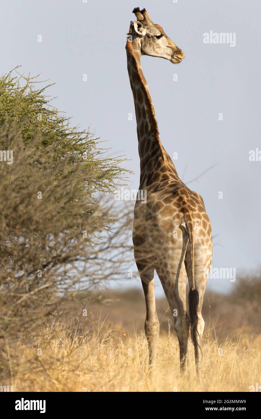 Single adult giraffe in the Kalahari Stock Photo - Alamy