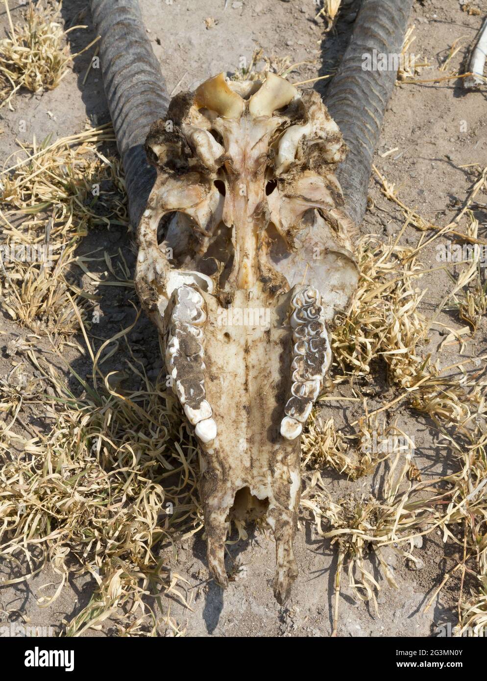 Death in the Desert - Oryx (gemsbok) antelope skull Stock Photo - Alamy