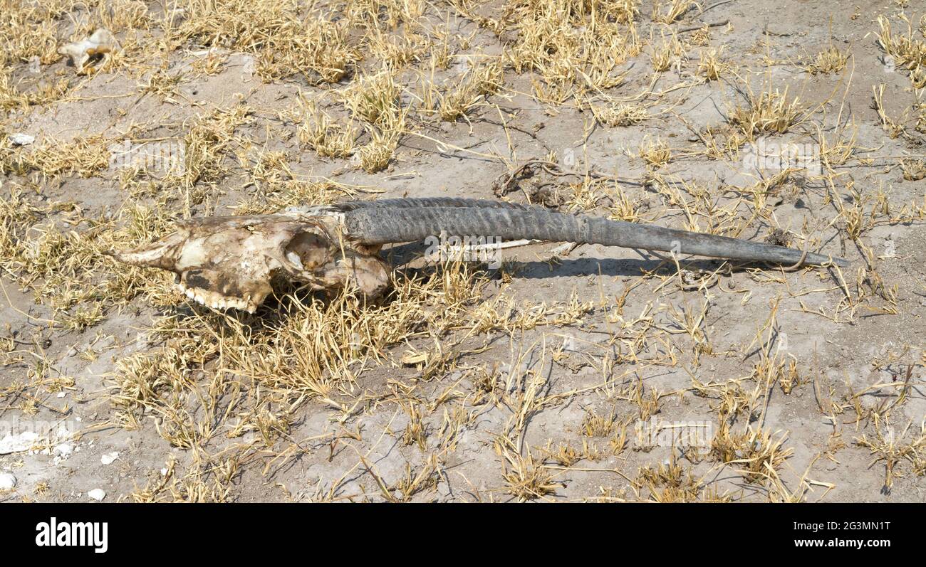 Death in the Desert - Oryx (gemsbok) antelope skull Stock Photo - Alamy