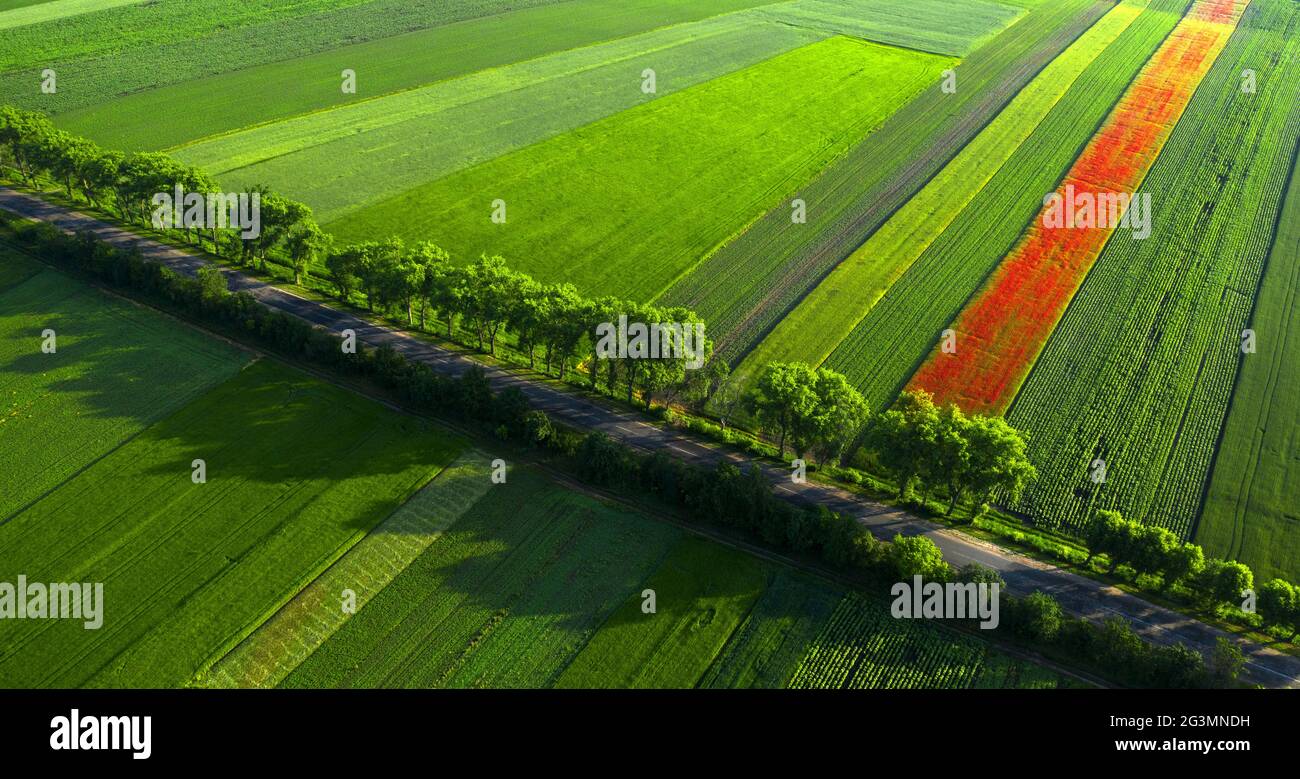 Poppies on the field at dawn, drone view Stock Photo - Alamy