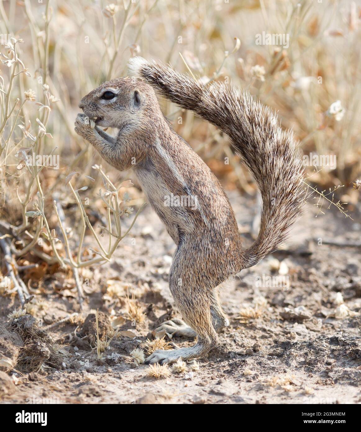 Cape Ground Squirrel Stock Photo - Alamy