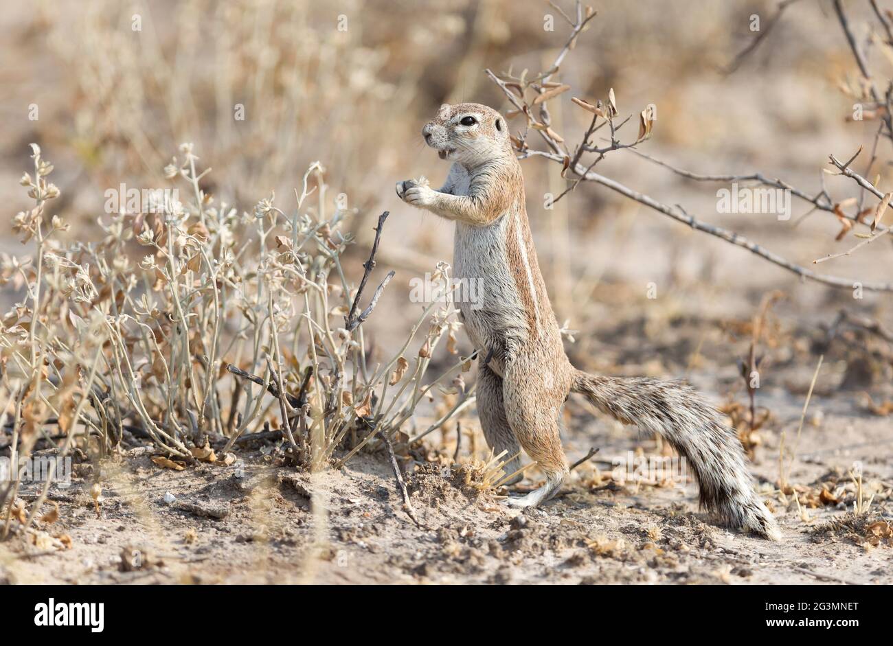 Cape Ground Squirrel Stock Photo - Alamy