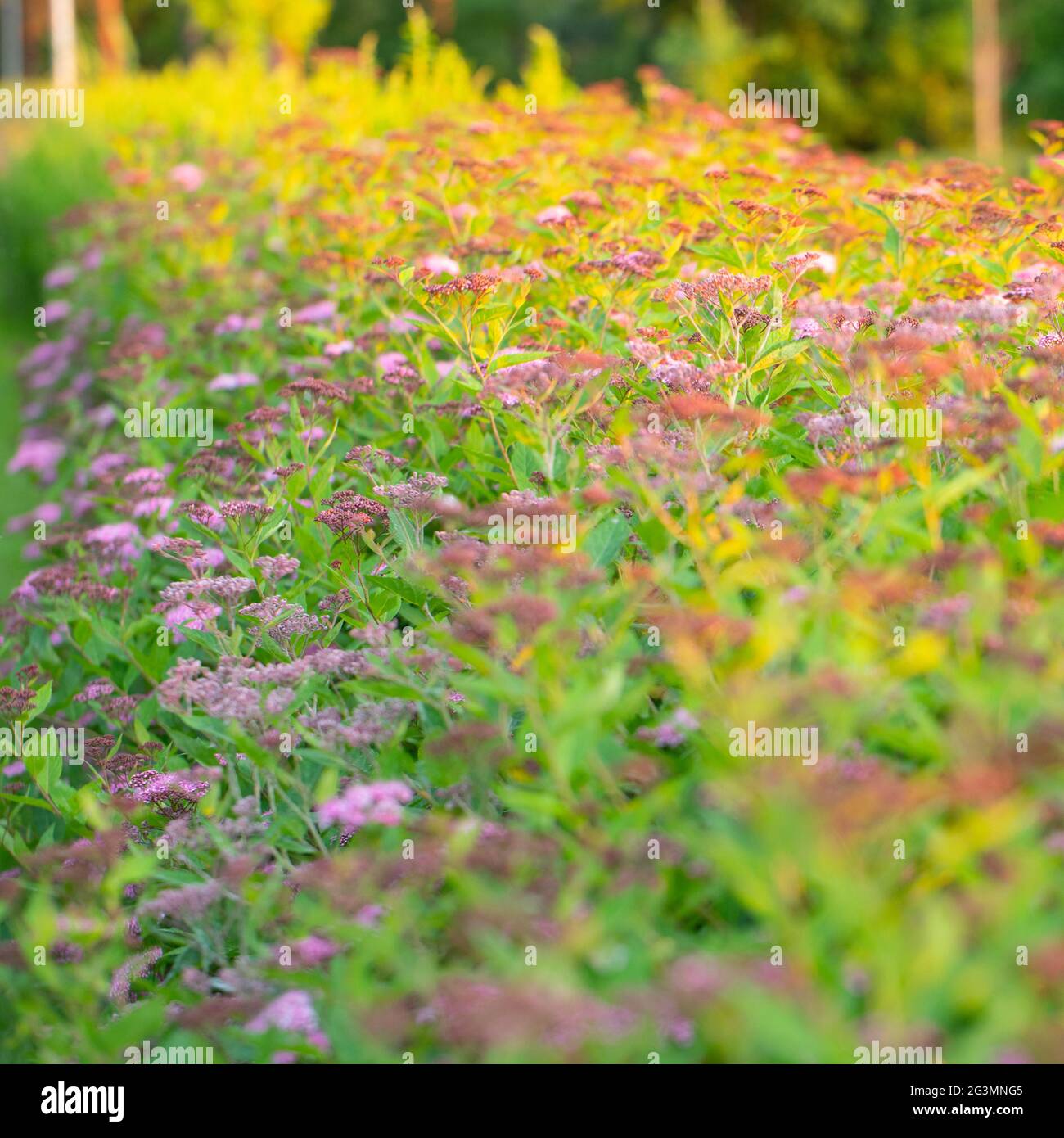 Japanese spiraea hedge hi-res stock photography and images - Alamy