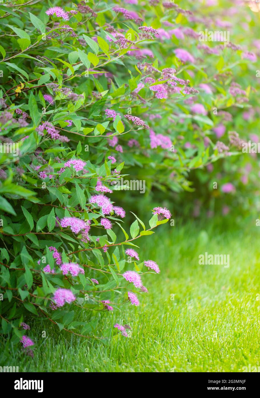 Bright pink spirea flowers on a lawn background Stock Photo - Alamy