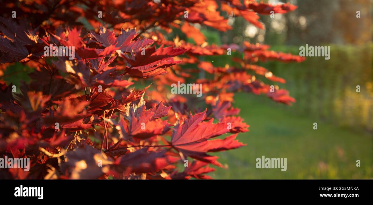 Red autumn maple leaves, and sunbeams. Close up Stock Photo - Alamy