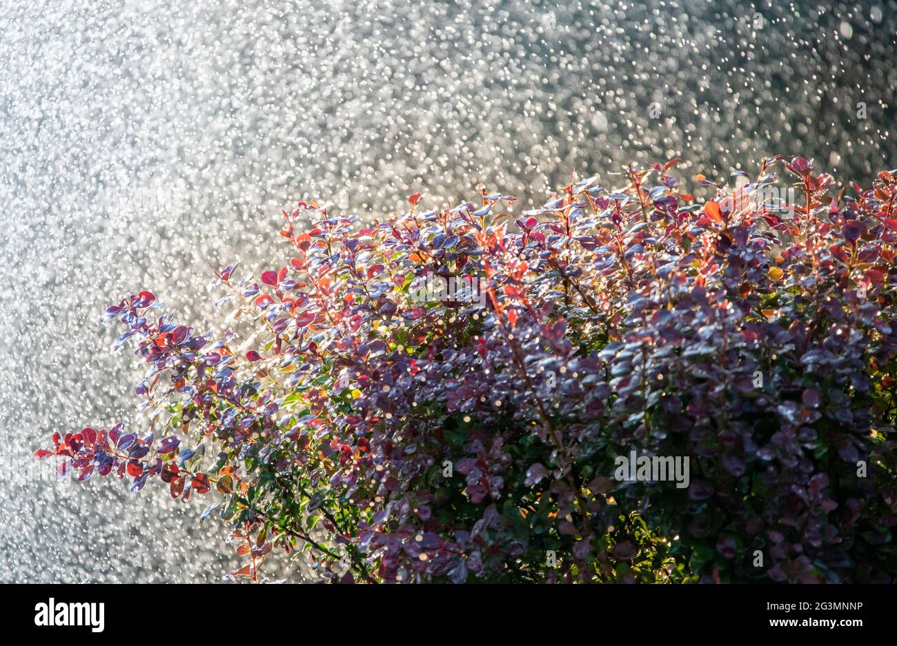 Raindrops fall on a barberry bush. Close-up Stock Photo - Alamy