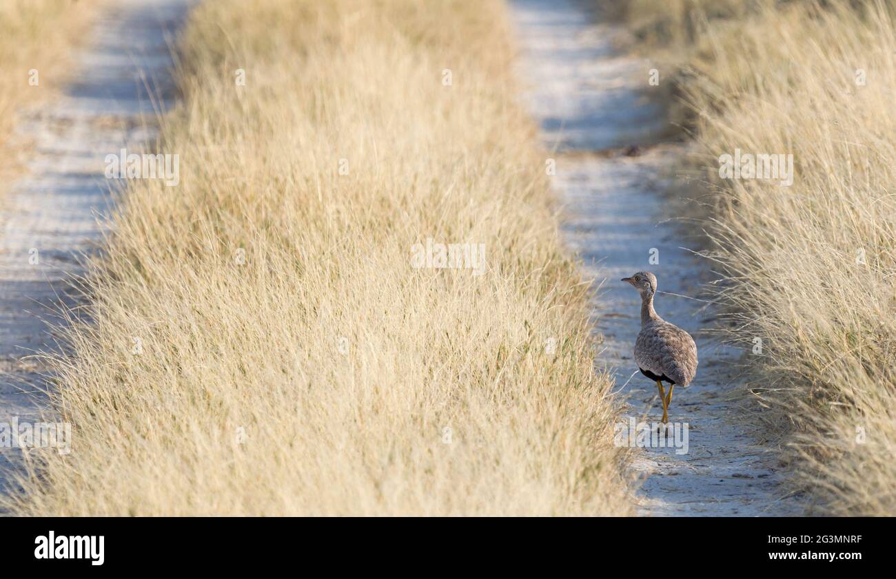Black korhan hi-res stock photography and images - Alamy
