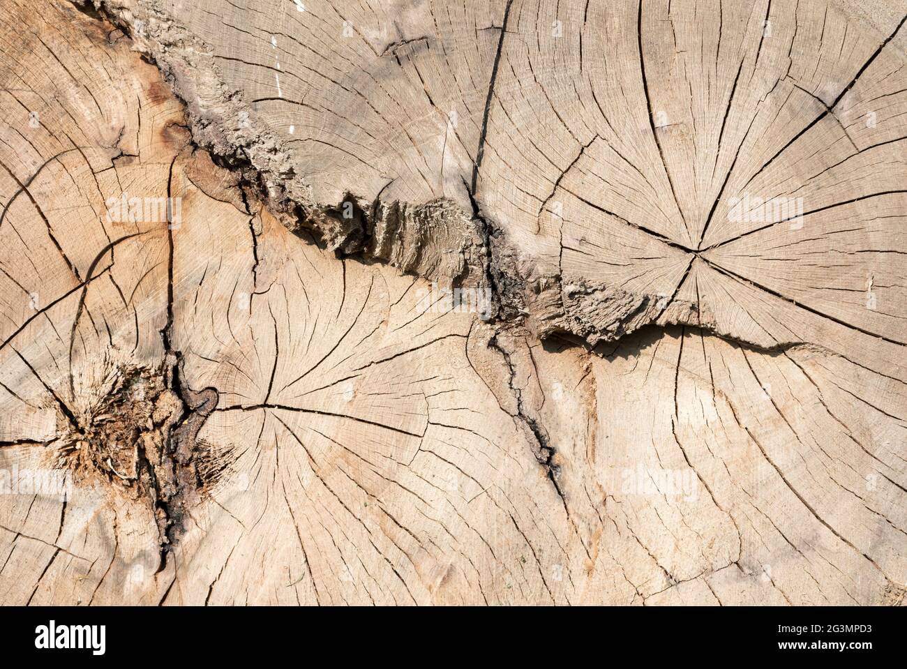 Old tree cut texture Stock Photo - Alamy