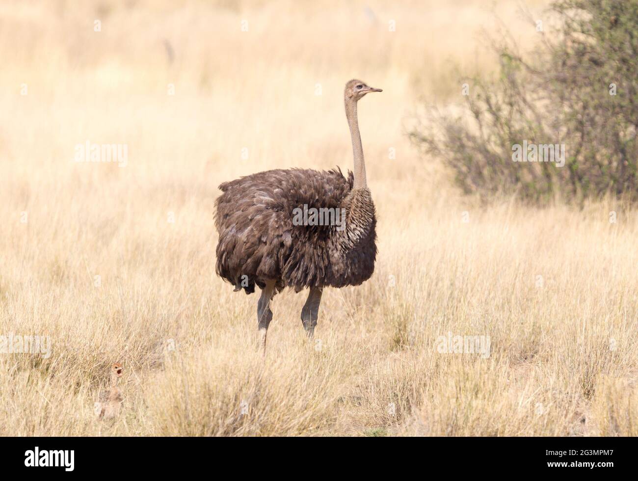 Ostrich walking in the Kalahari Stock Photo - Alamy