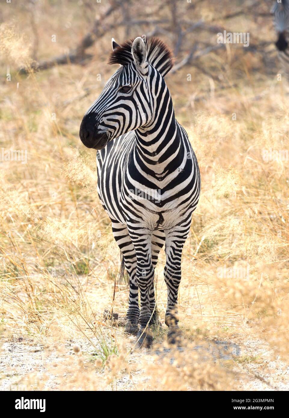 Zebra in the grassy nature, evening sun Stock Photo - Alamy