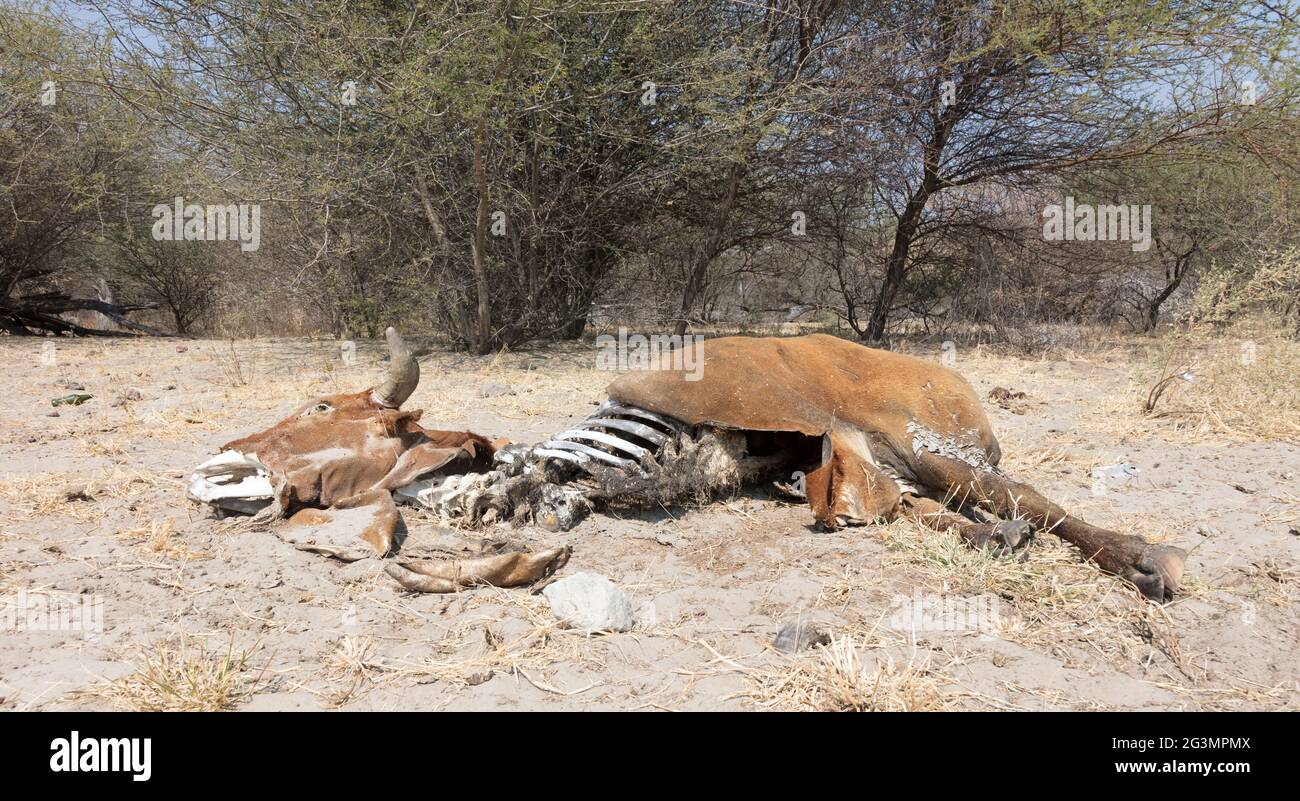 Dead cow medium close up Stock Photo - Alamy