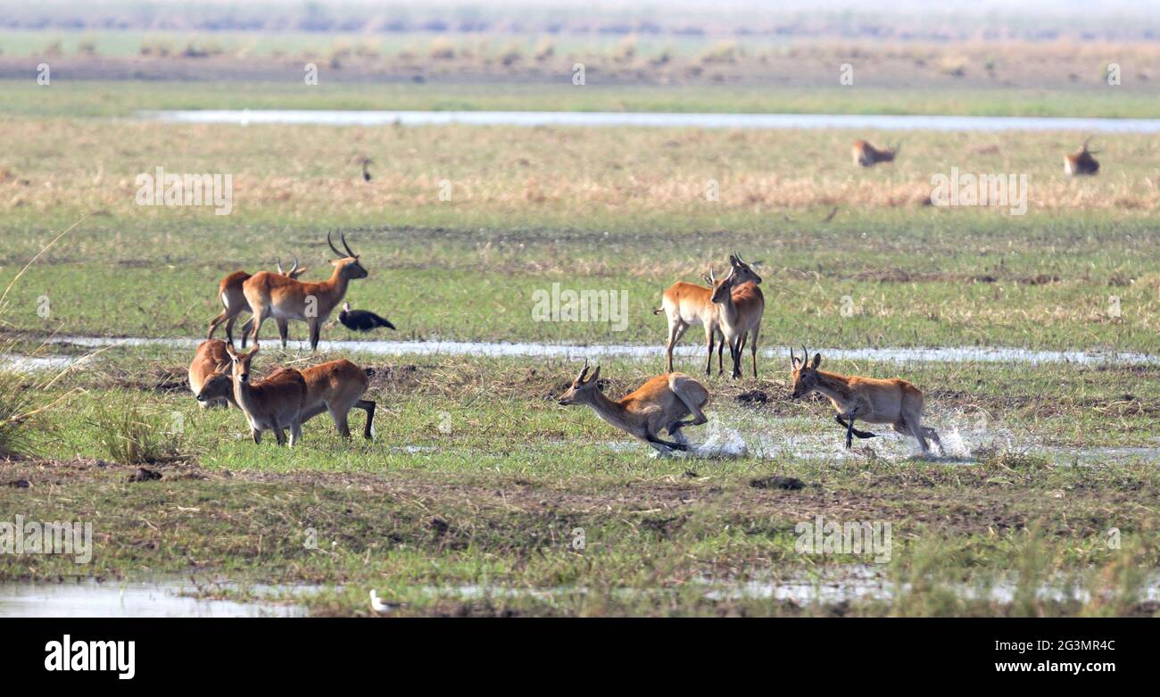 Namibia lechwe hi-res stock photography and images - Alamy