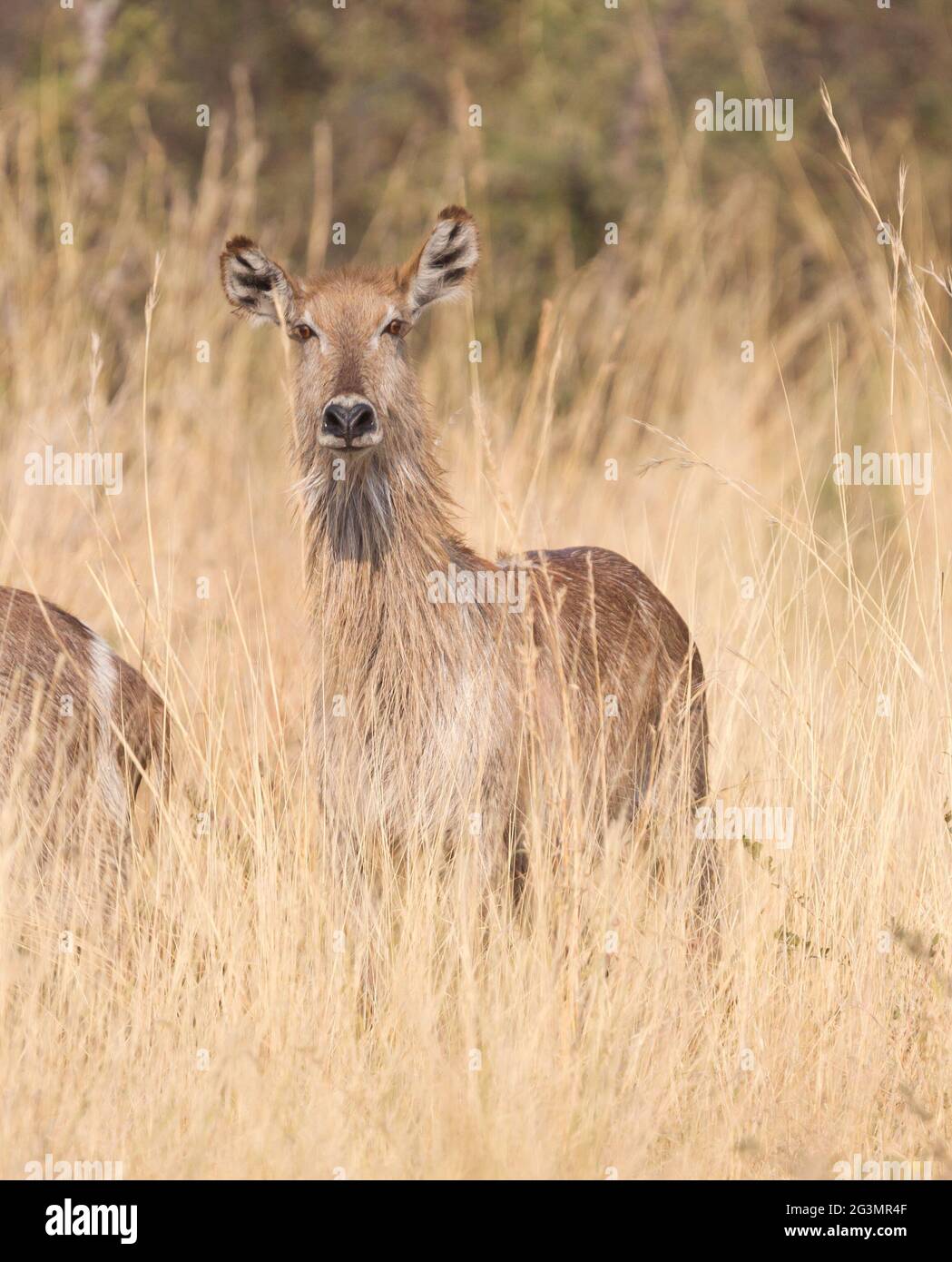 Waterbuck in Namibia Stock Photo - Alamy
