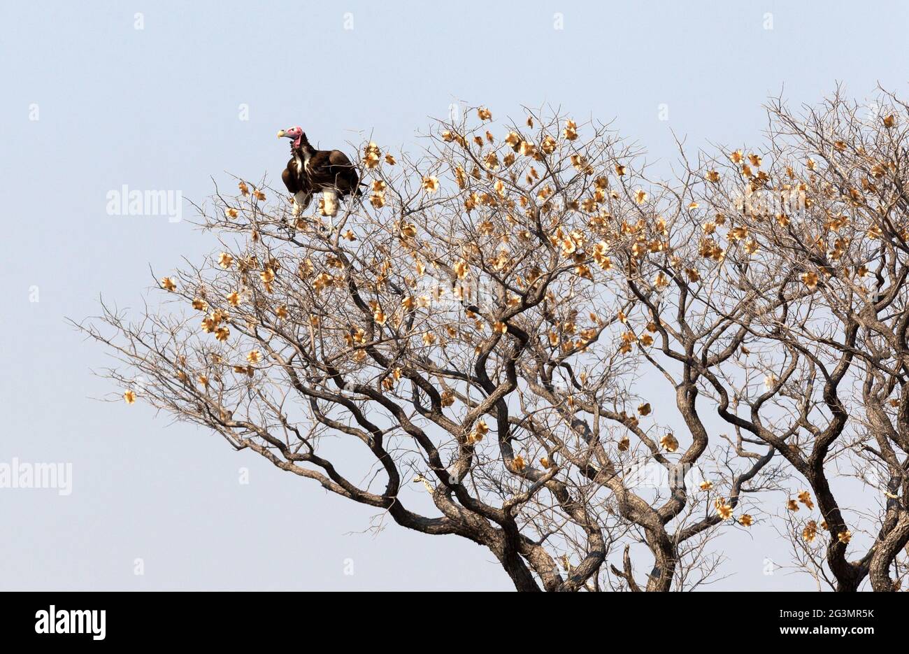 Red-headed vulture in a tree Stock Photo - Alamy