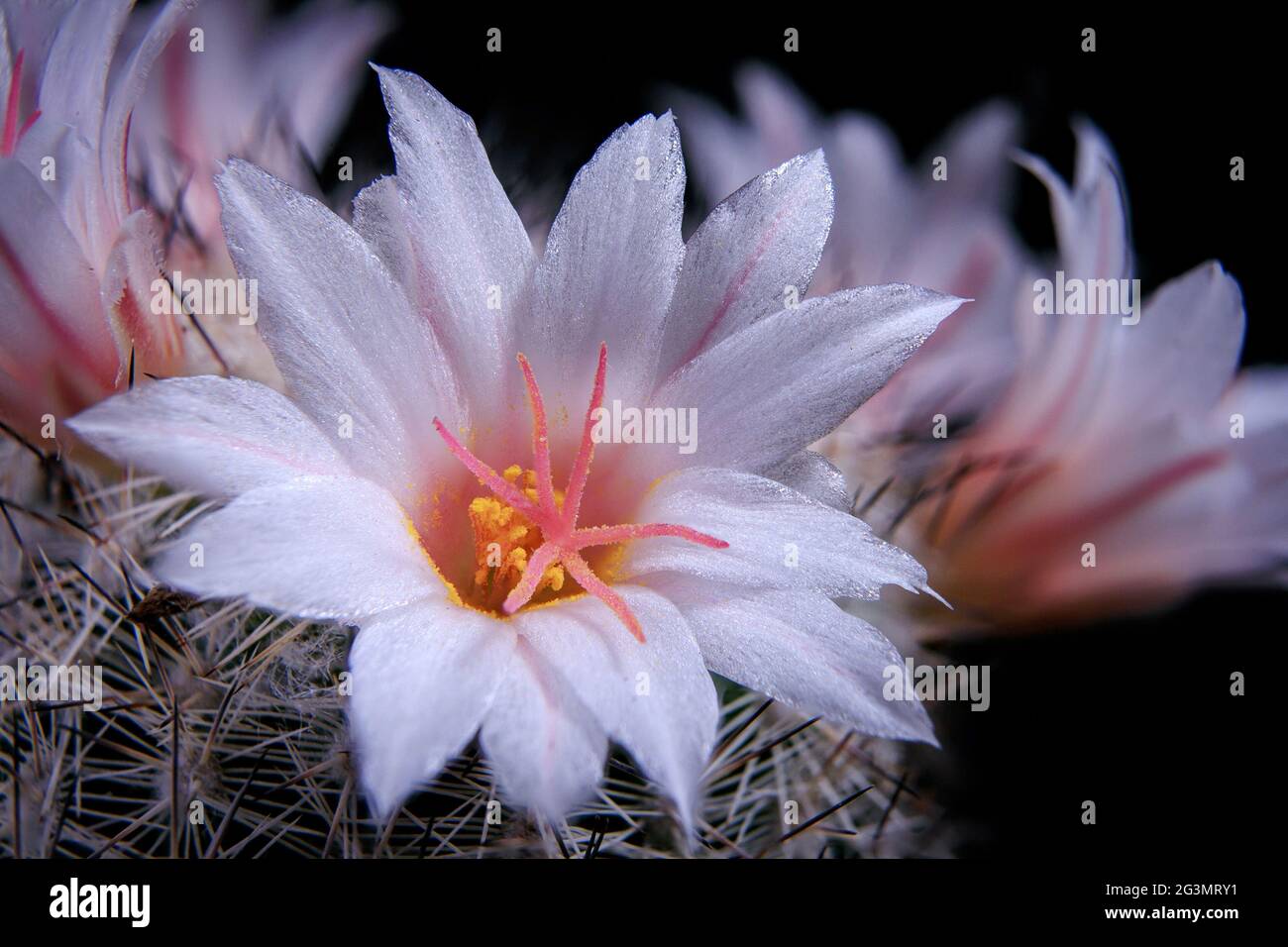 close up detail in white flower of coryphantha cactus Stock Photo - Alamy