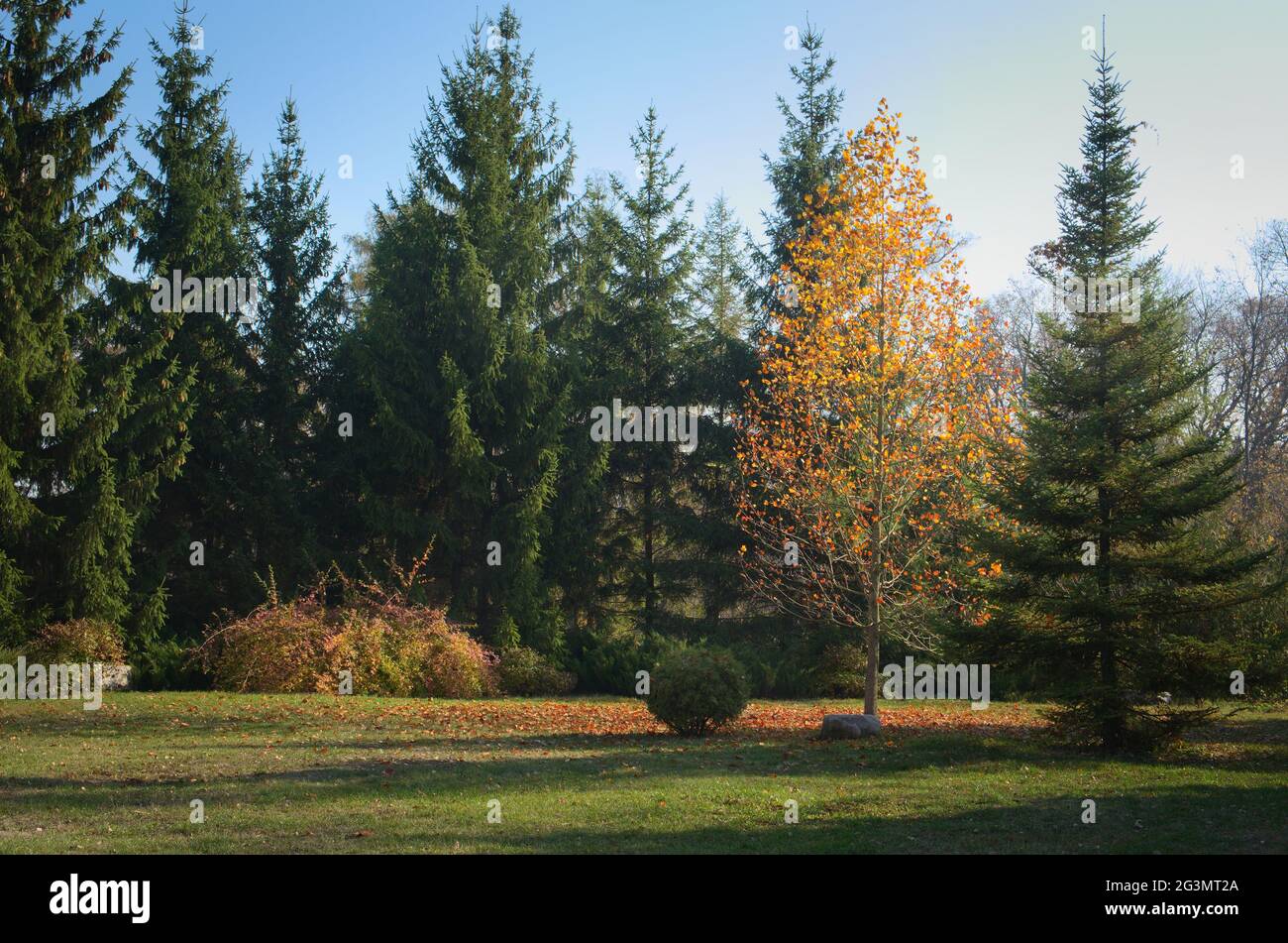 Yellow fir trees hi-res stock photography and images - Alamy