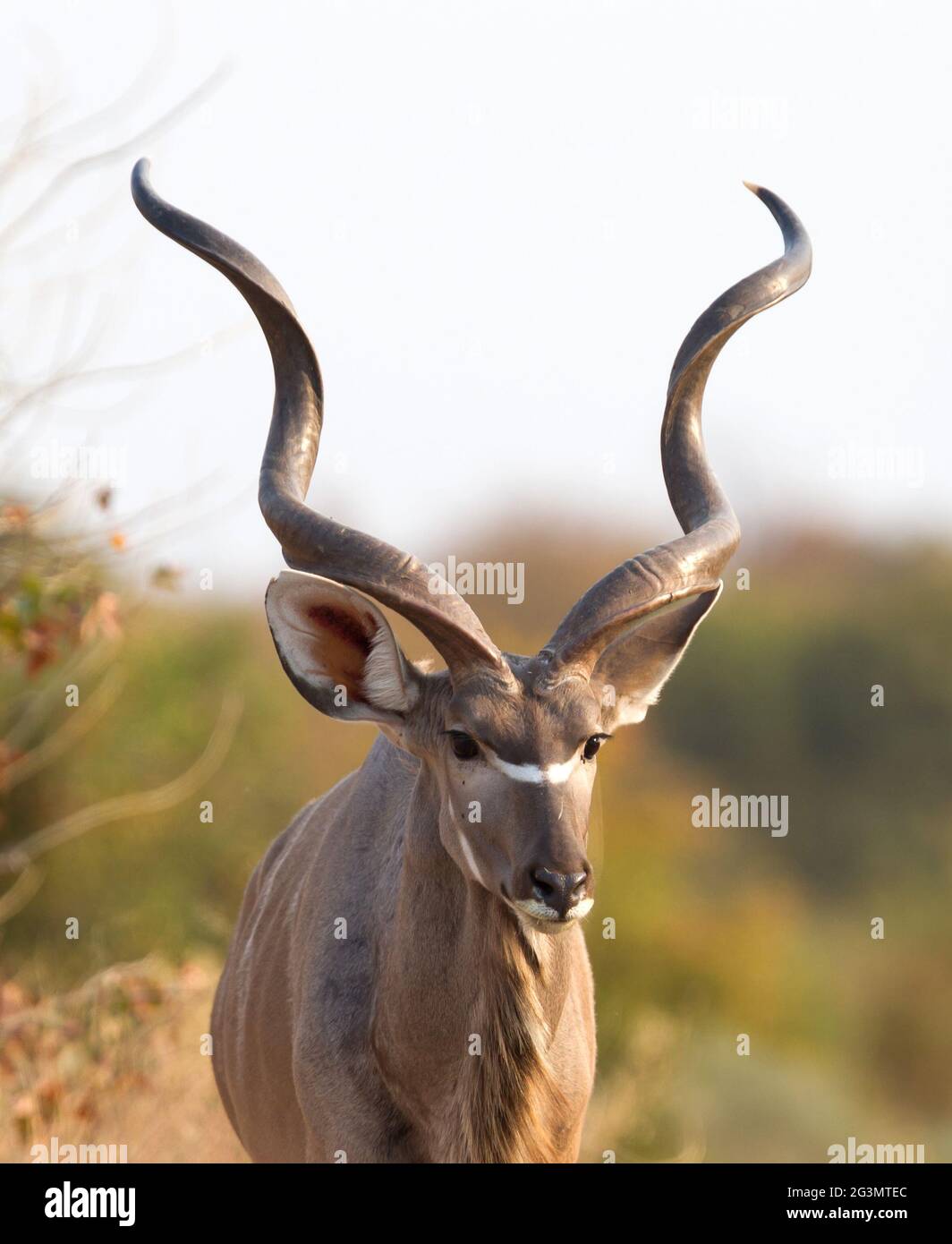 Greater Kudu in Namibia Stock Photo - Alamy