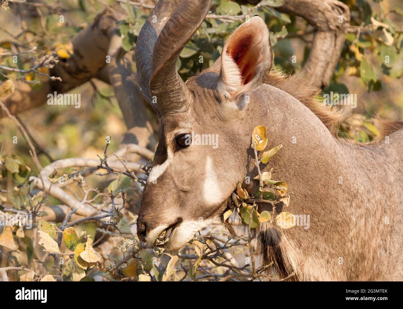 Greater Kudu in Namibia Stock Photo - Alamy