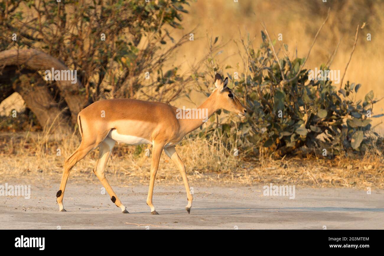 National park namibia impala rooibok hi-res stock photography and ...