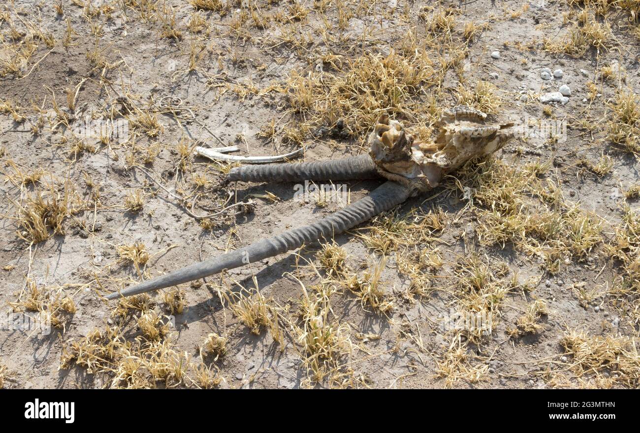 Death in the Desert - Oryx (gemsbok) antelope skull Stock Photo - Alamy