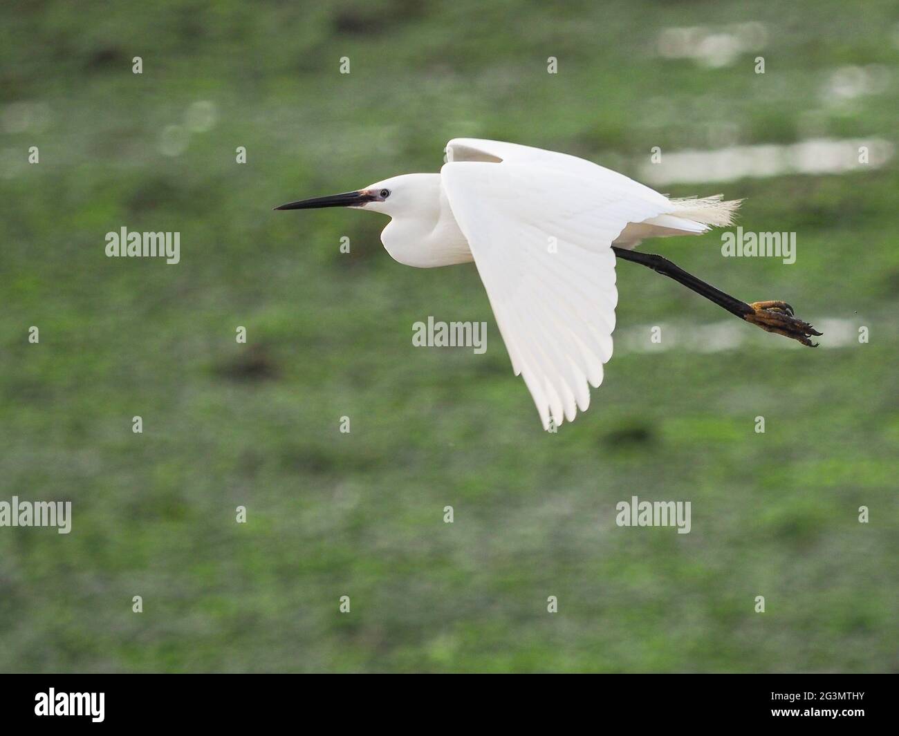 Little Egret in flight Stock Photo - Alamy
