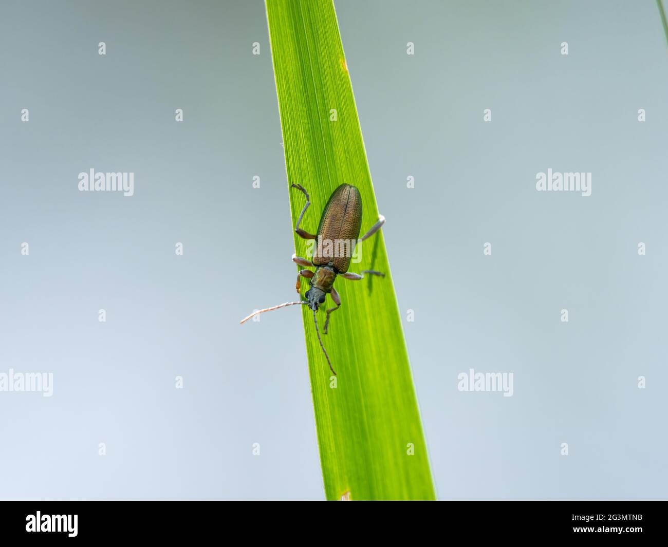 Beetle donacia vulgaris hi-res stock photography and images - Alamy