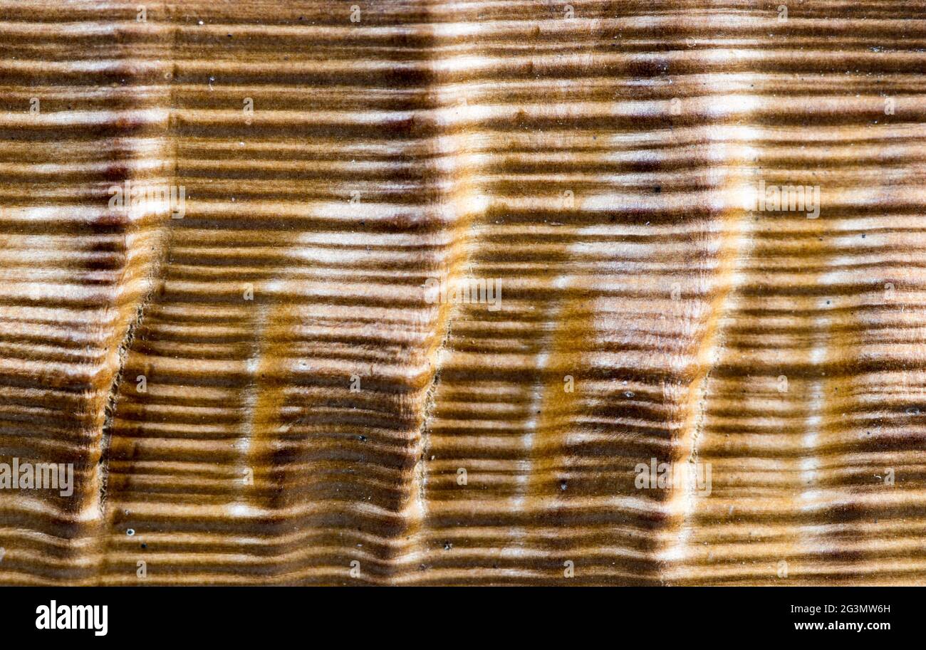 Palm leaf and fiber hi-res stock photography and images - Alamy