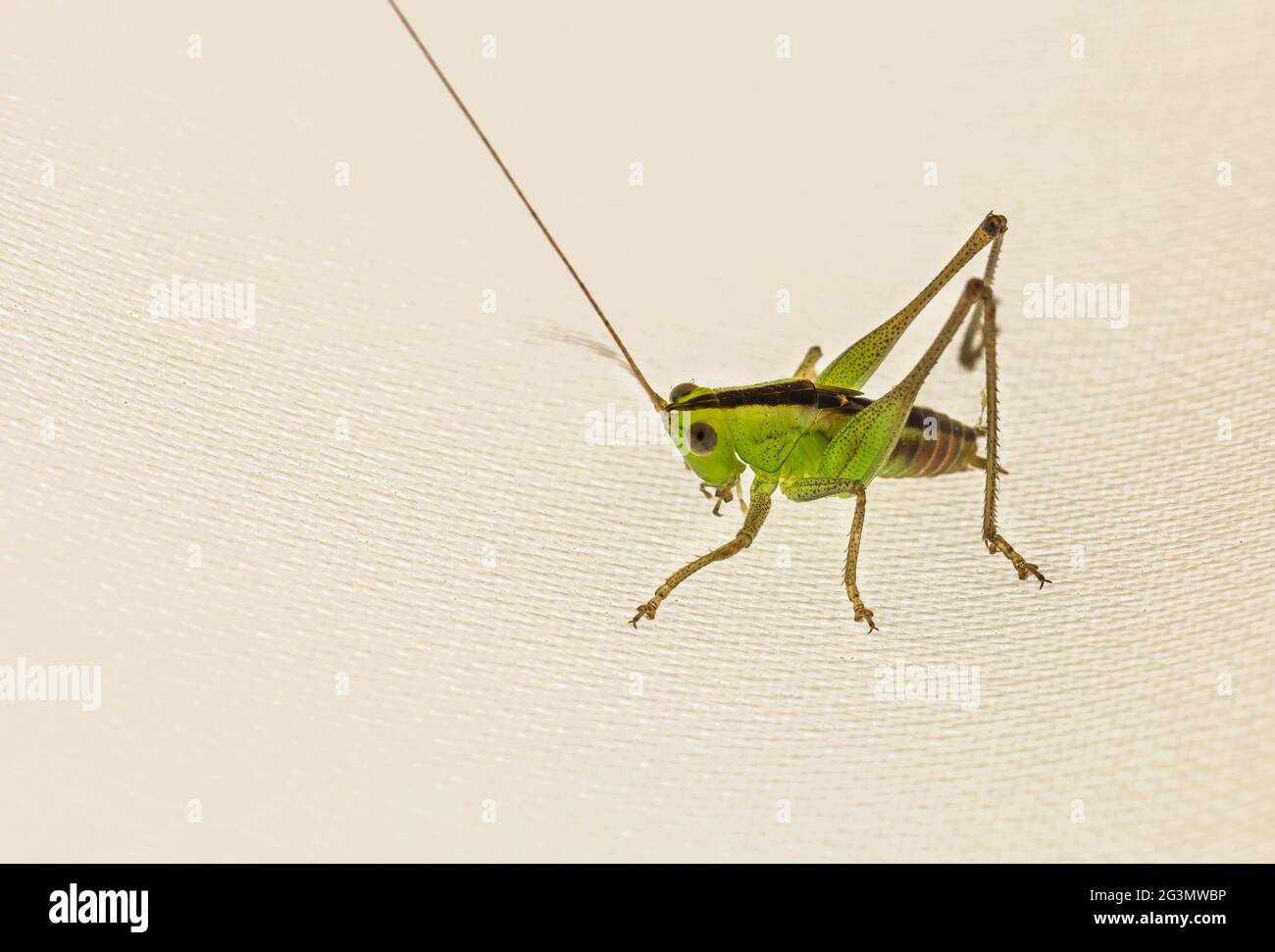 Cricket close sport hi-res stock photography and images - Alamy