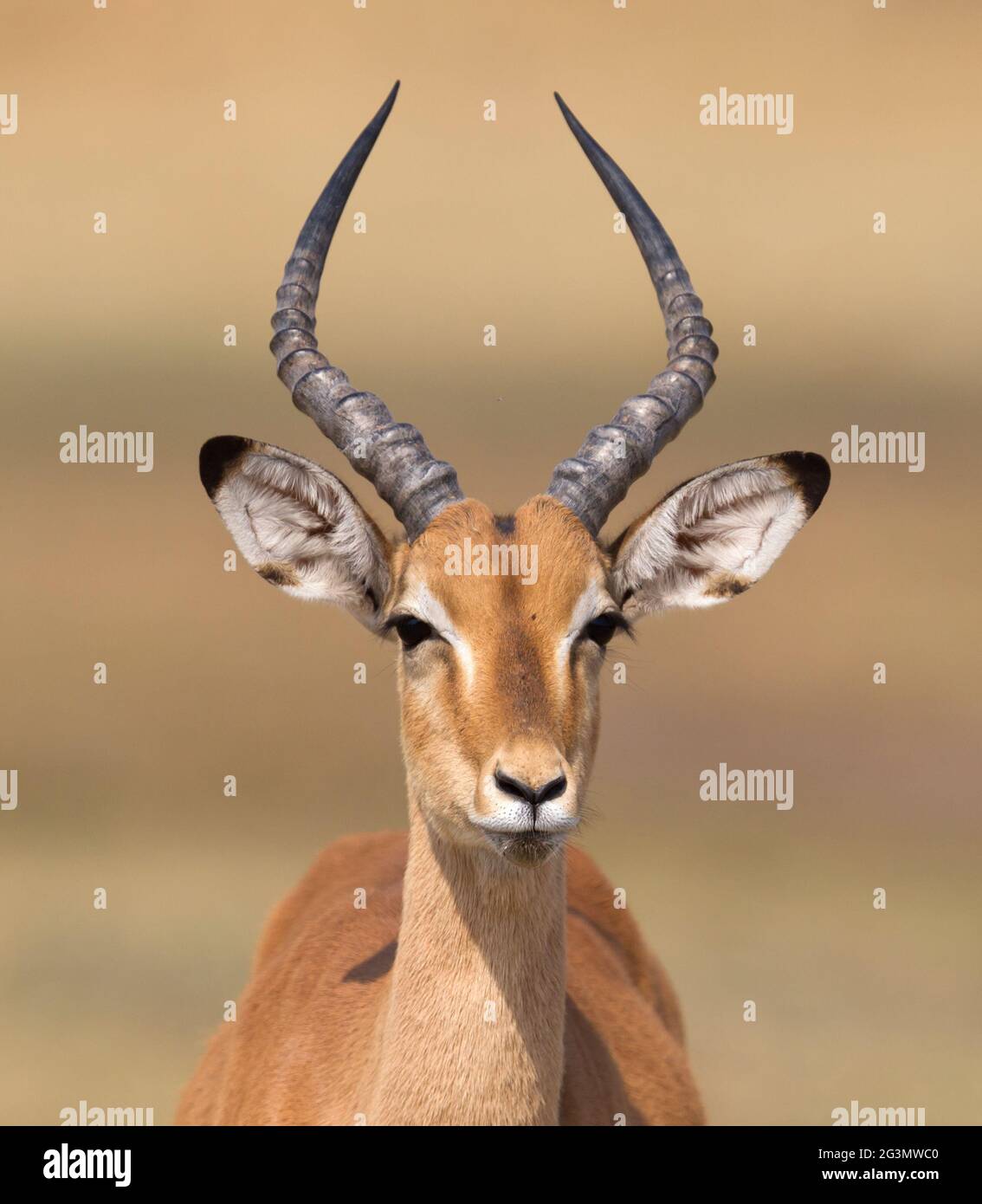 National park namibia impala rooibok hi-res stock photography and ...