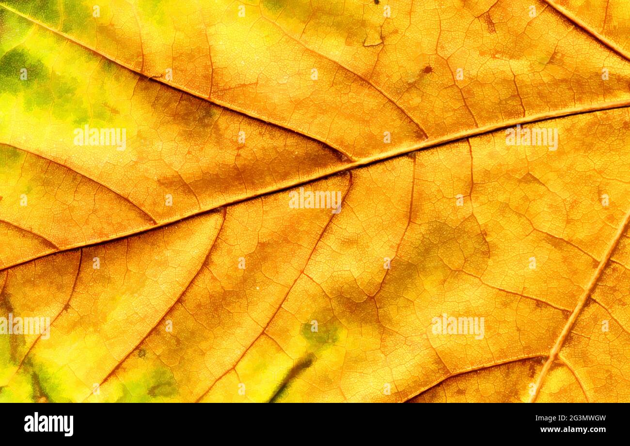 Autumn leaf texture Stock Photo - Alamy