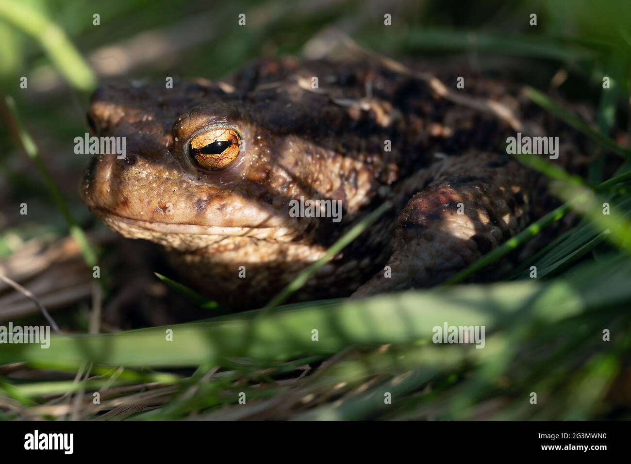 Common toad sitting in green grass during sunset with shadows on its ...