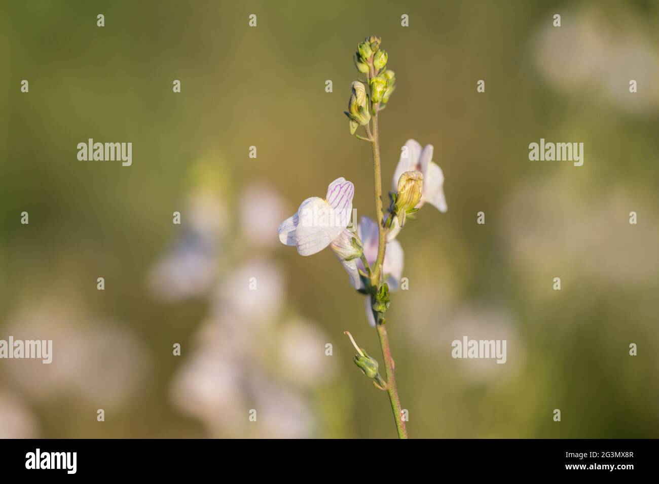Creeping toadflax hi-res stock photography and images - Alamy