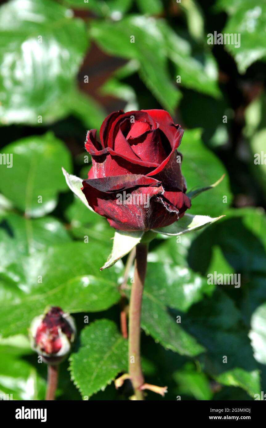 Copenhagen, Denmark. 17 June 2021, Rose in various colour and rose ...