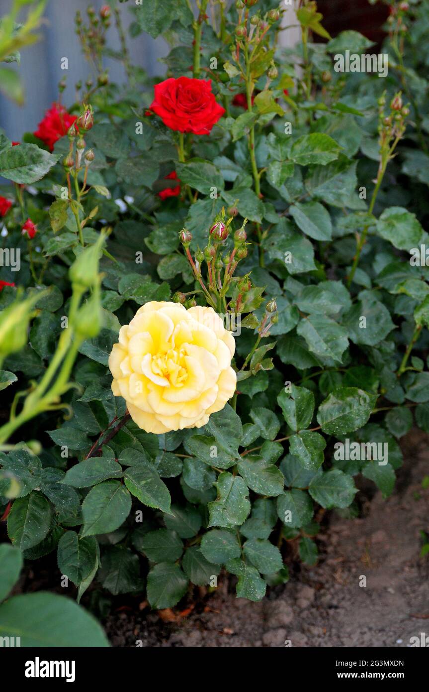 Copenhagen, Denmark. 17 June 2021, Rose in various colour and rose ...
