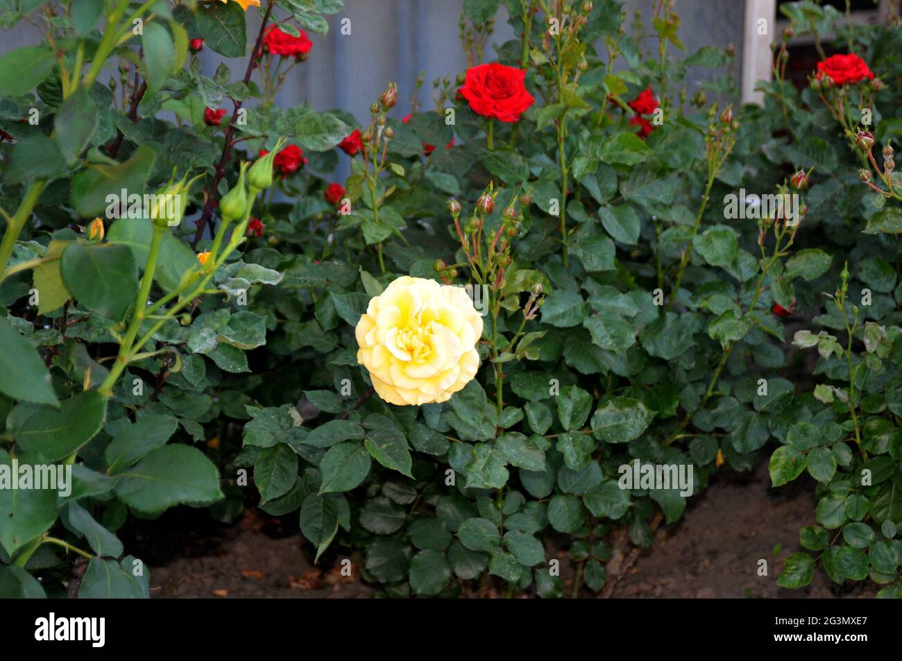 Copenhagen, Denmark. 17 June 2021, Rose in various colour and rose ...