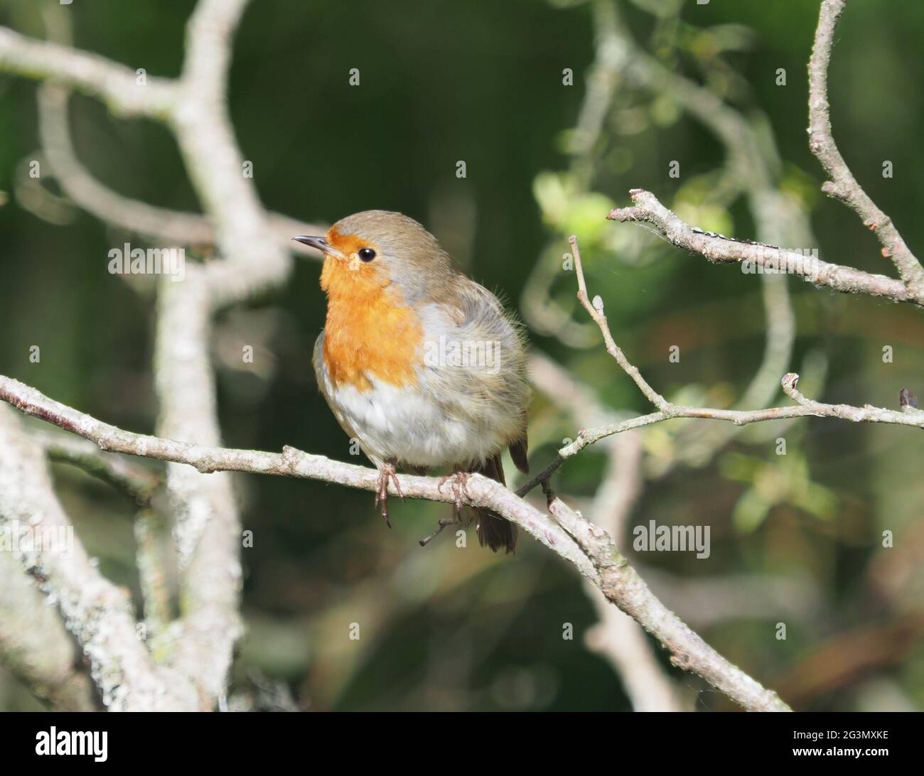 Robin swan hi-res stock photography and images - Alamy