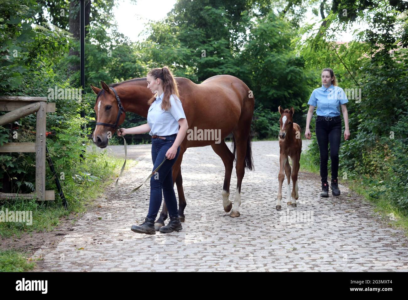 "15.06.2020, Graditz, Saxony, Germany - Gestuet Graditz, horse groom ...