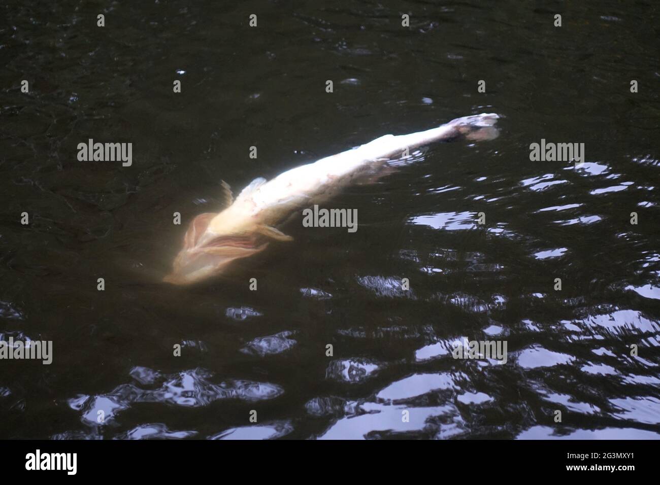 Belly up hi-res stock photography and images - Alamy