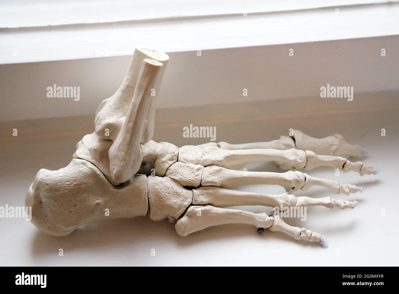 Human foot anatomical model hi-res stock photography and images - Alamy