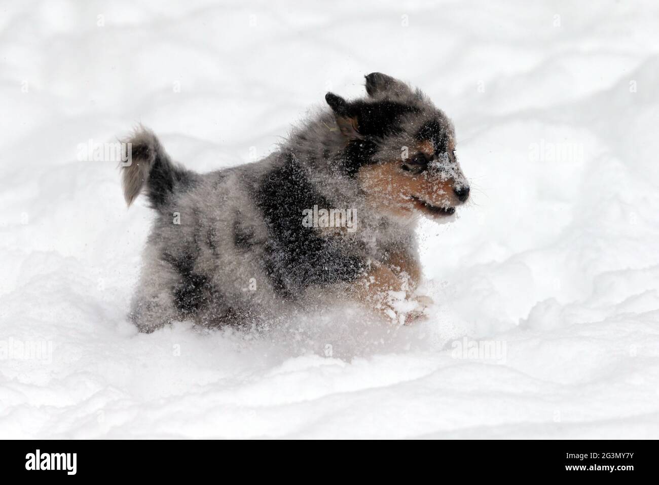 "11.02.2021, Breitenbach, Saxony, Germany - Dog puppy running through ...