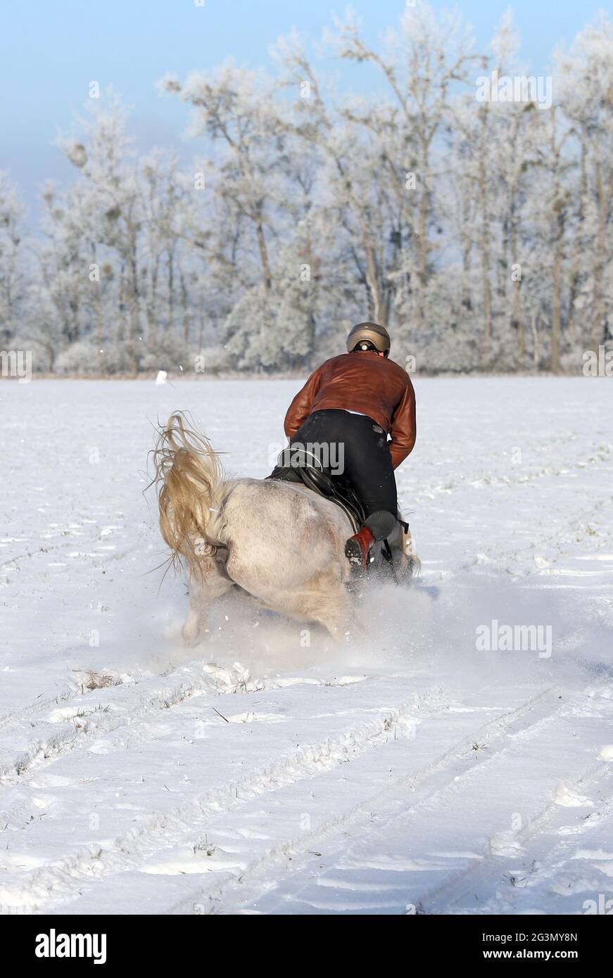 Horse falling down hi-res stock photography and images - Alamy