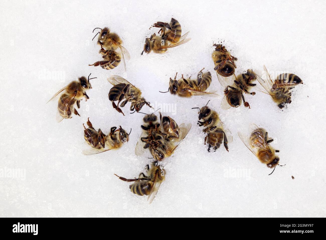 Dead bees in snow hi-res stock photography and images - Alamy