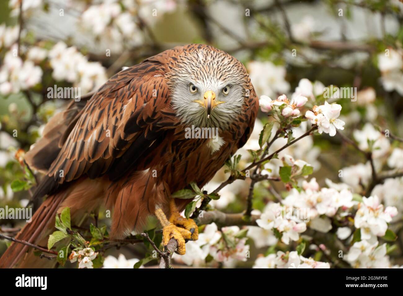 Red Kite Feather Up Close High Resolution Stock Photography and Images ...