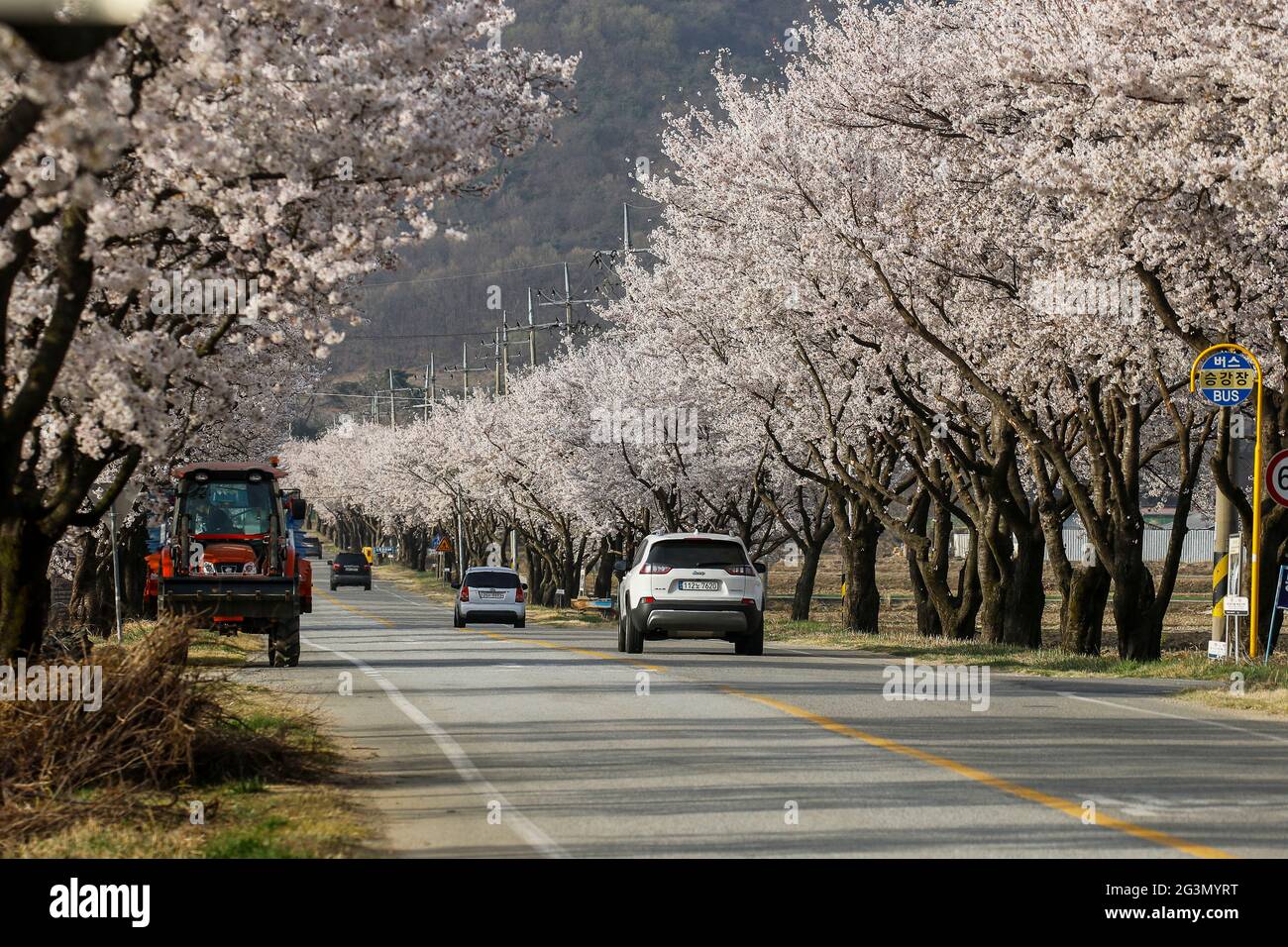 June 17, 2021-Sangju, South Korea-A View of flowers full bloom on ...