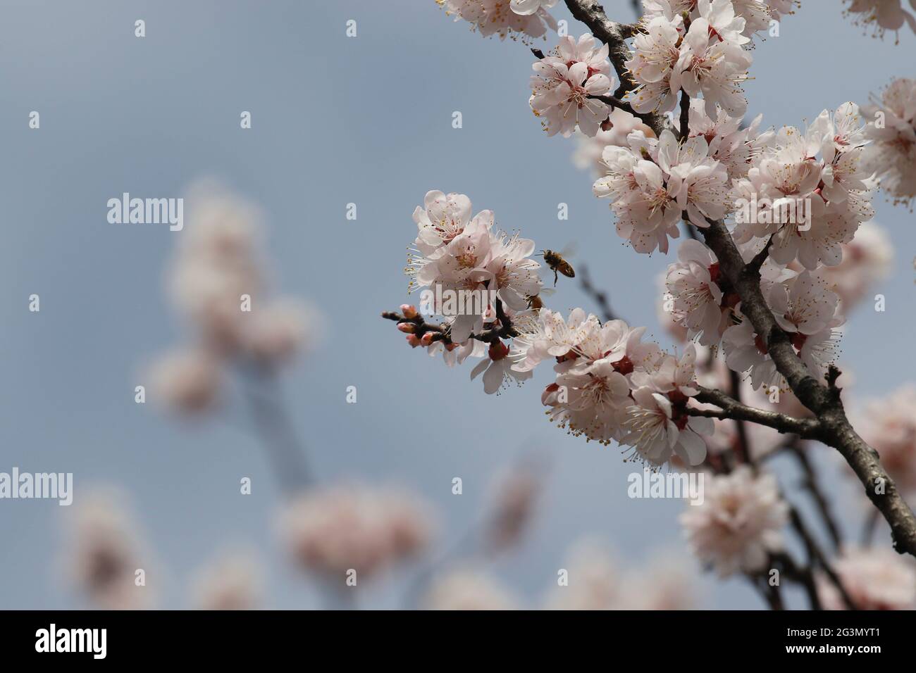 June 17, 2021-Sangju, South Korea-A View of flowers full bloom on ...