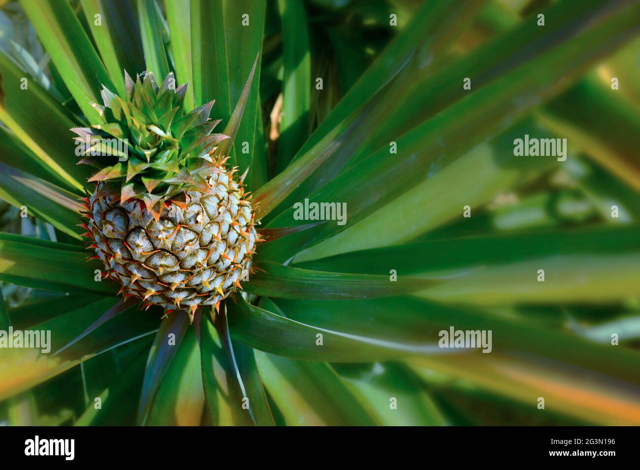 juicy pineapple growing in plantation Stock Photo - Alamy