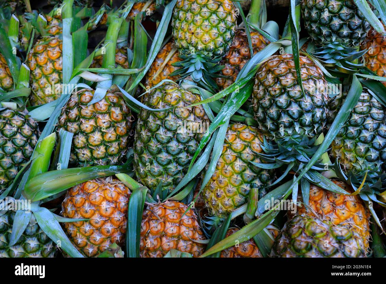 juicy pineapple growing in plantation Stock Photo - Alamy