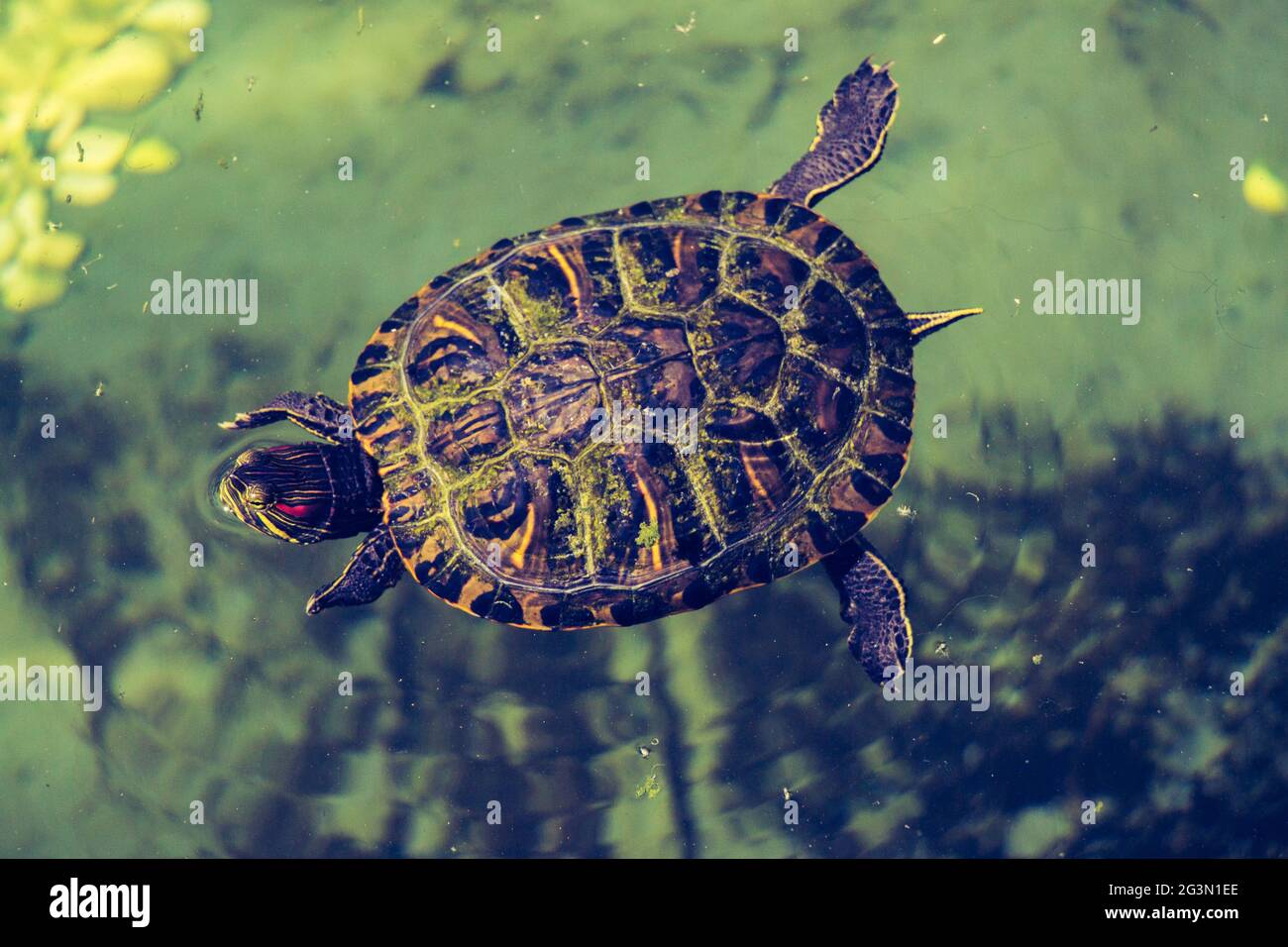Lonely turtle hi-res stock photography and images - Alamy